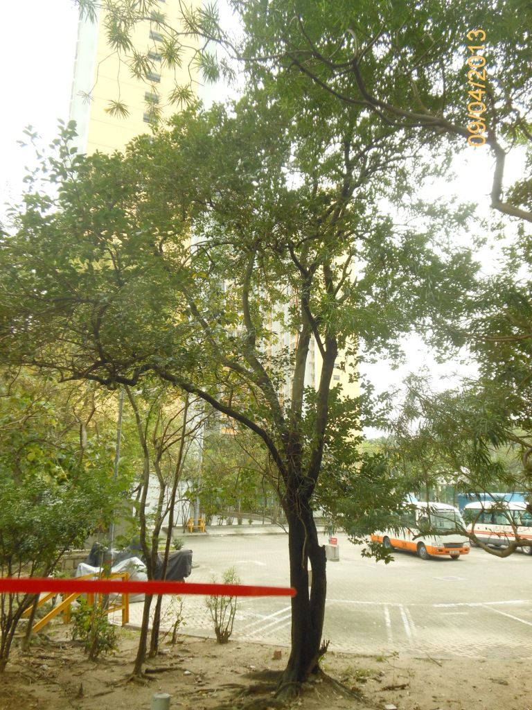 Common Tree Species in our Public Housing Estates | Hong Kong Housing ...